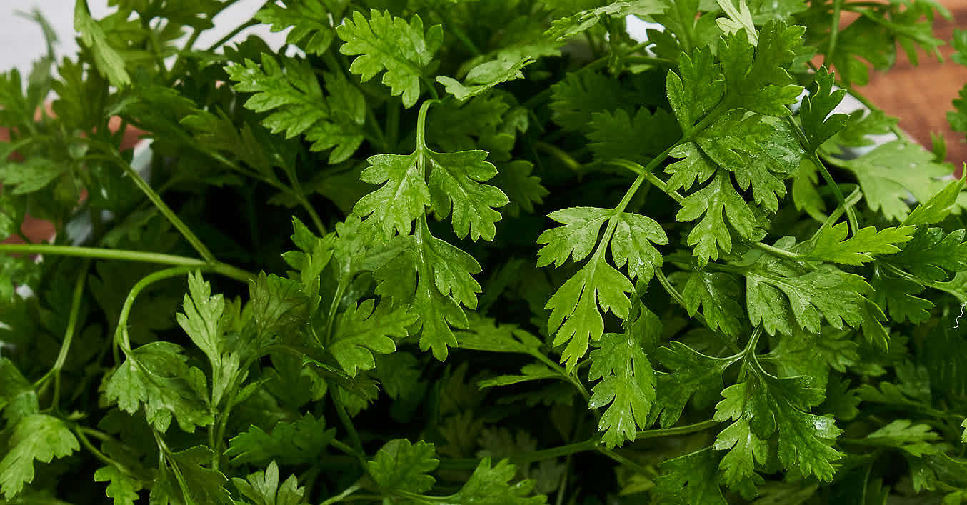 Kerbel: verleiht Gerichten eine frische Note | Kaufland